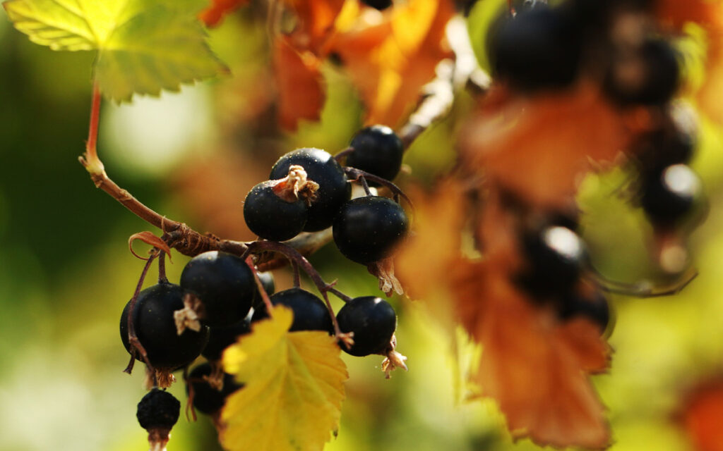 25 Black Fruits - The Ultimate List - My Vegan Minimalist