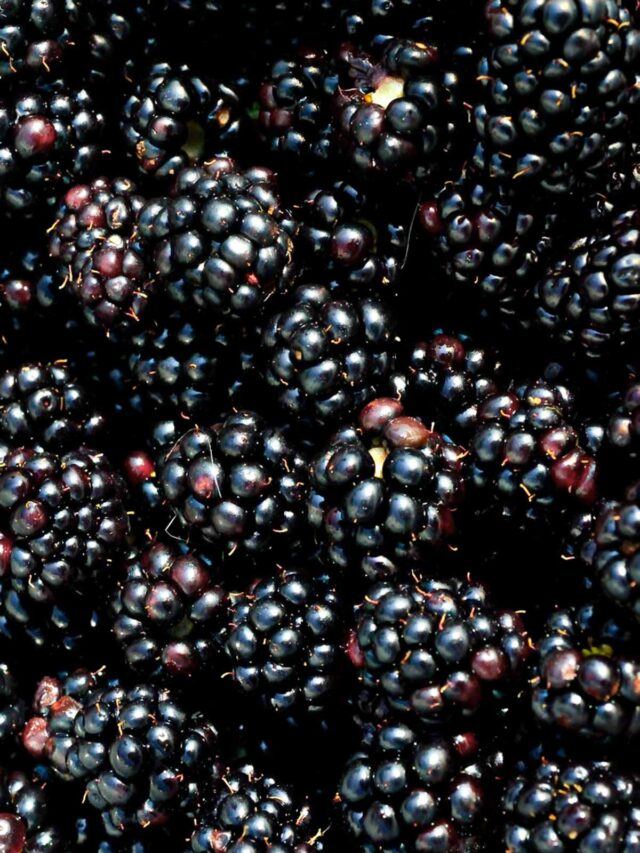 25 Black Fruits - The Ultimate list - My Vegan Minimalist