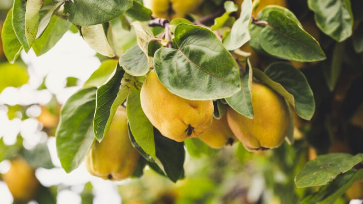 25 Yellow Fruits - The Ultimate List - My Vegan Minimalist