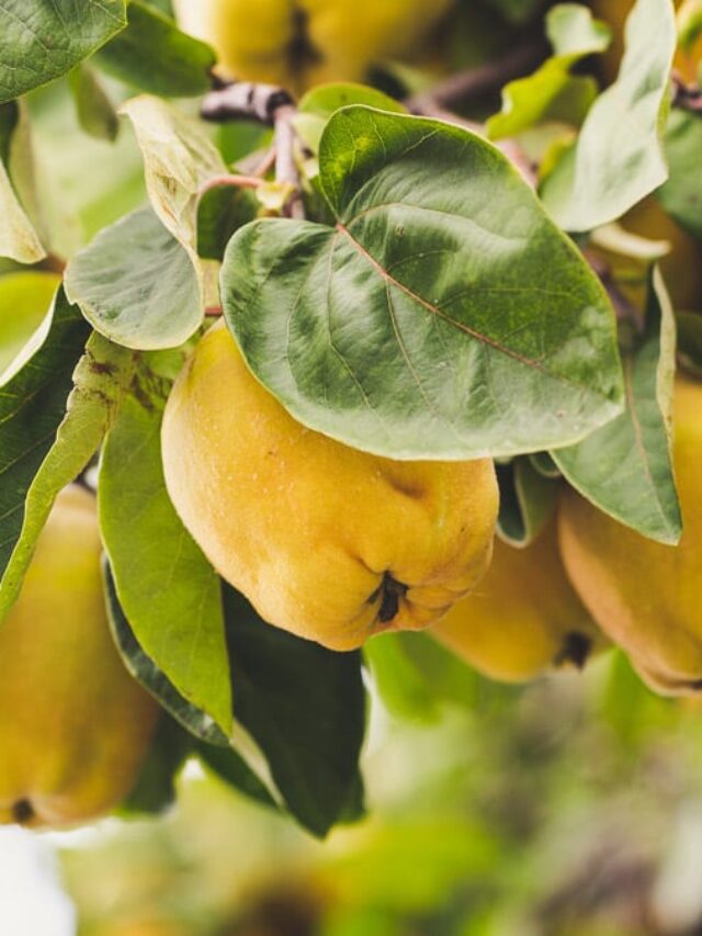 25 Yellow Fruits - The Ultimate List - My Vegan Minimalist